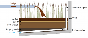 Planted drying beds: focus on a sludge treatment process - Maji solutions